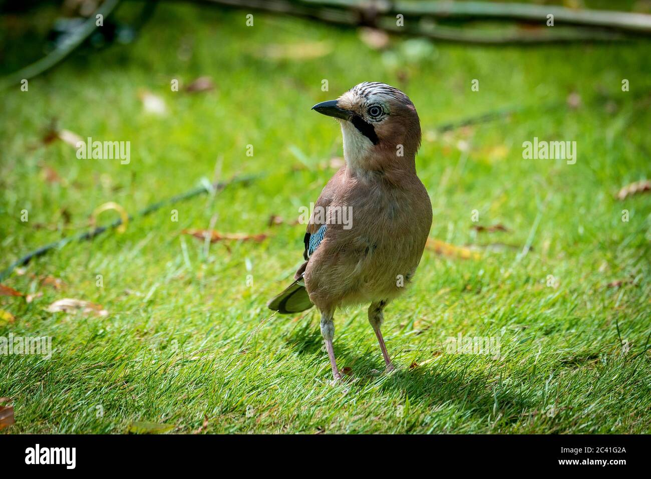 A jay of the crow family in a rural garden Stock Photo - Alamy