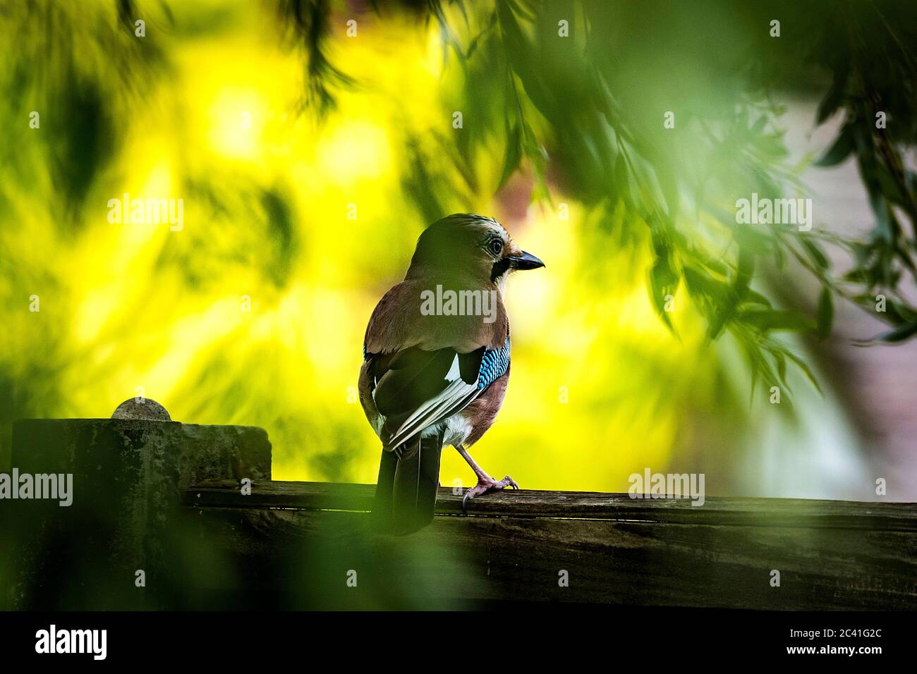 A jay of the crow family in a rural garden Stock Photo - Alamy