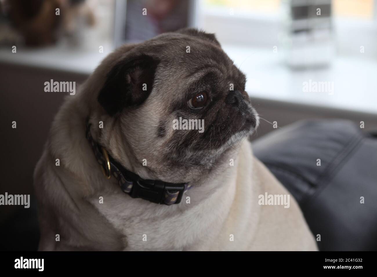 Fawn female pug hi-res stock photography and images - Alamy