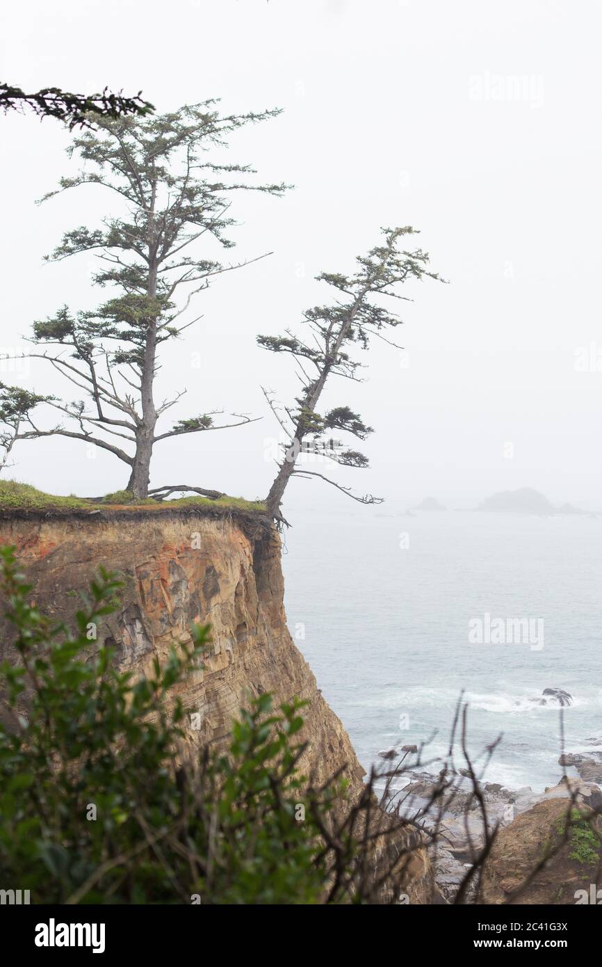 A tree appears ready to collapse into the ocean on a cliff's edge at ...