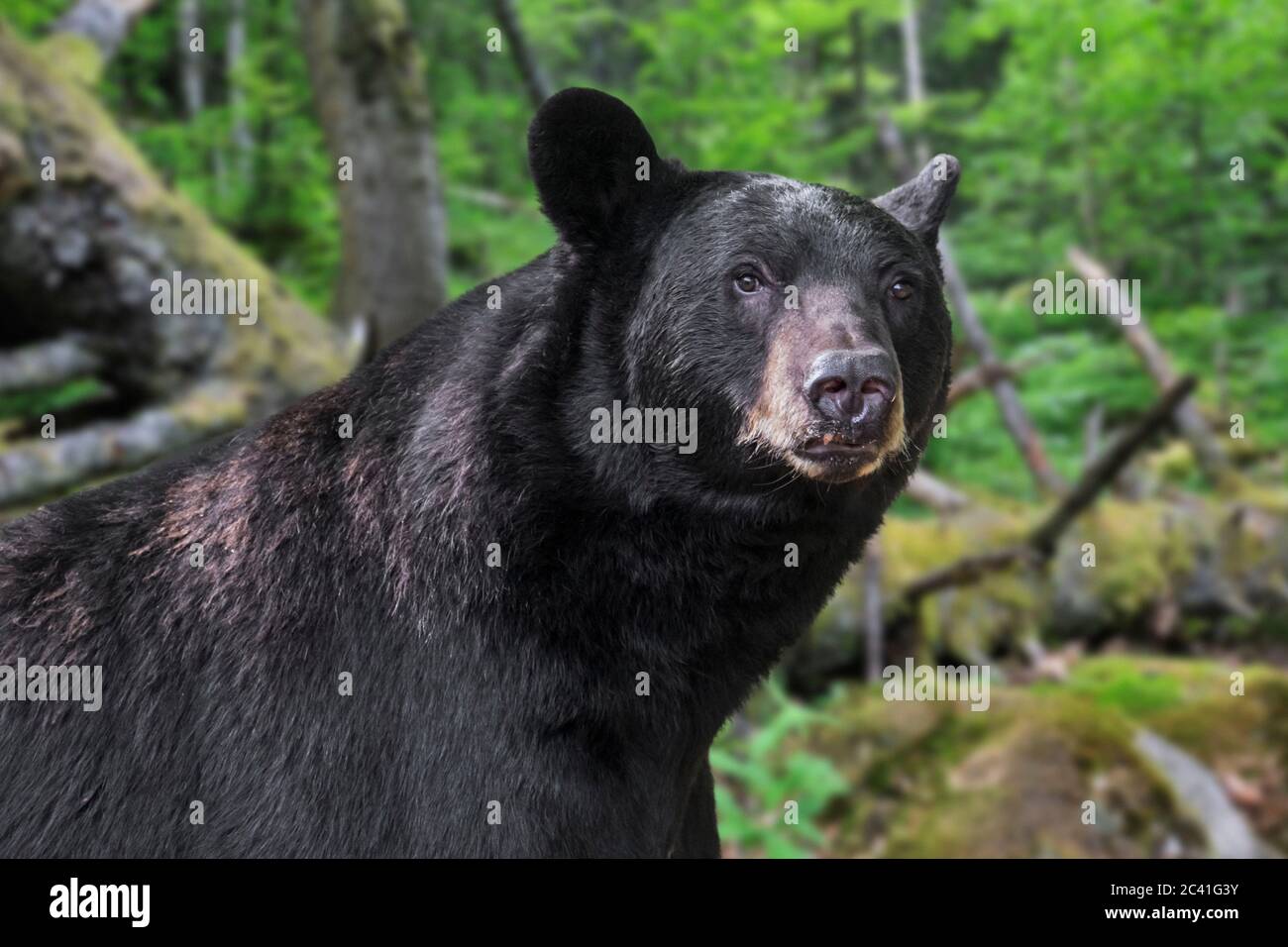 American black bear (Ursus americanus) foraging in forest in front of ...