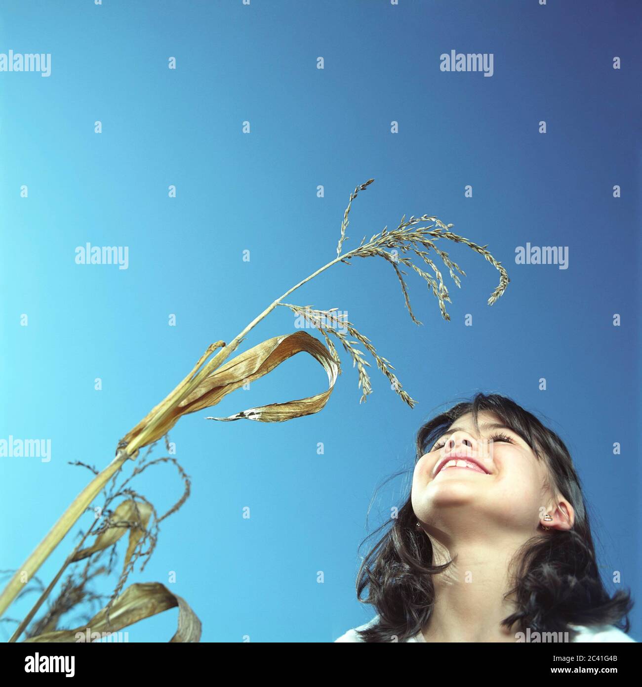 Girl stretches up to an ear of corn plants Stock Photo - Alamy