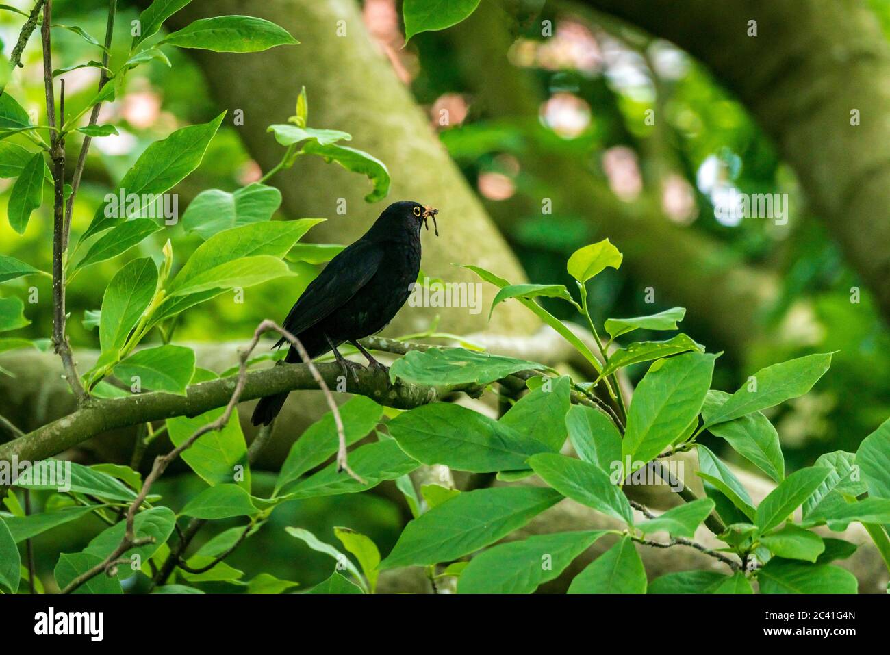 A male blackbird with a beakful of insects in tree branches Stock Photo ...