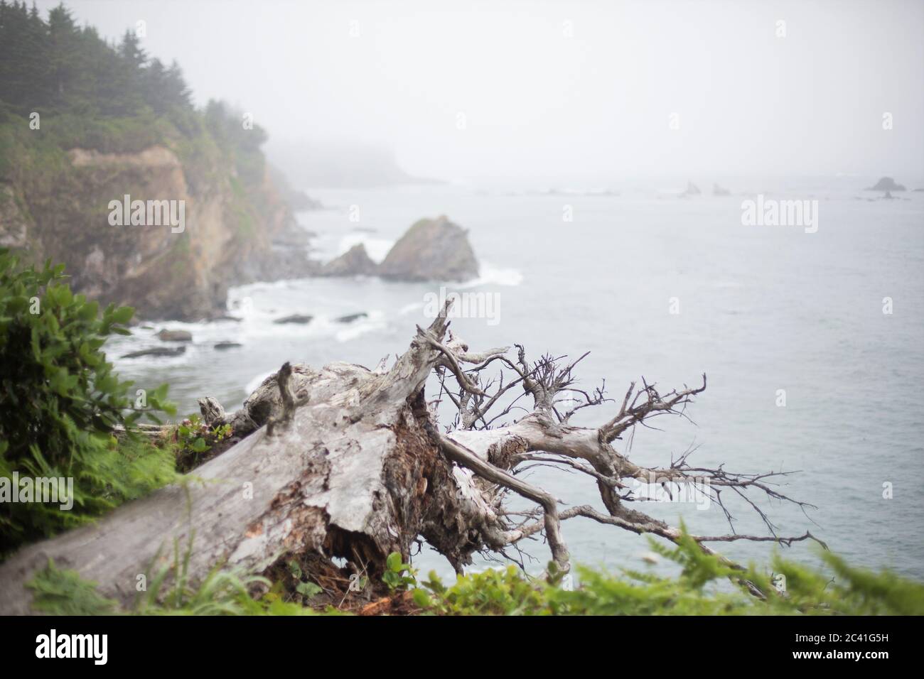 Roots of a fallen, sun bleached tree on the edge of a cliff at Shore ...