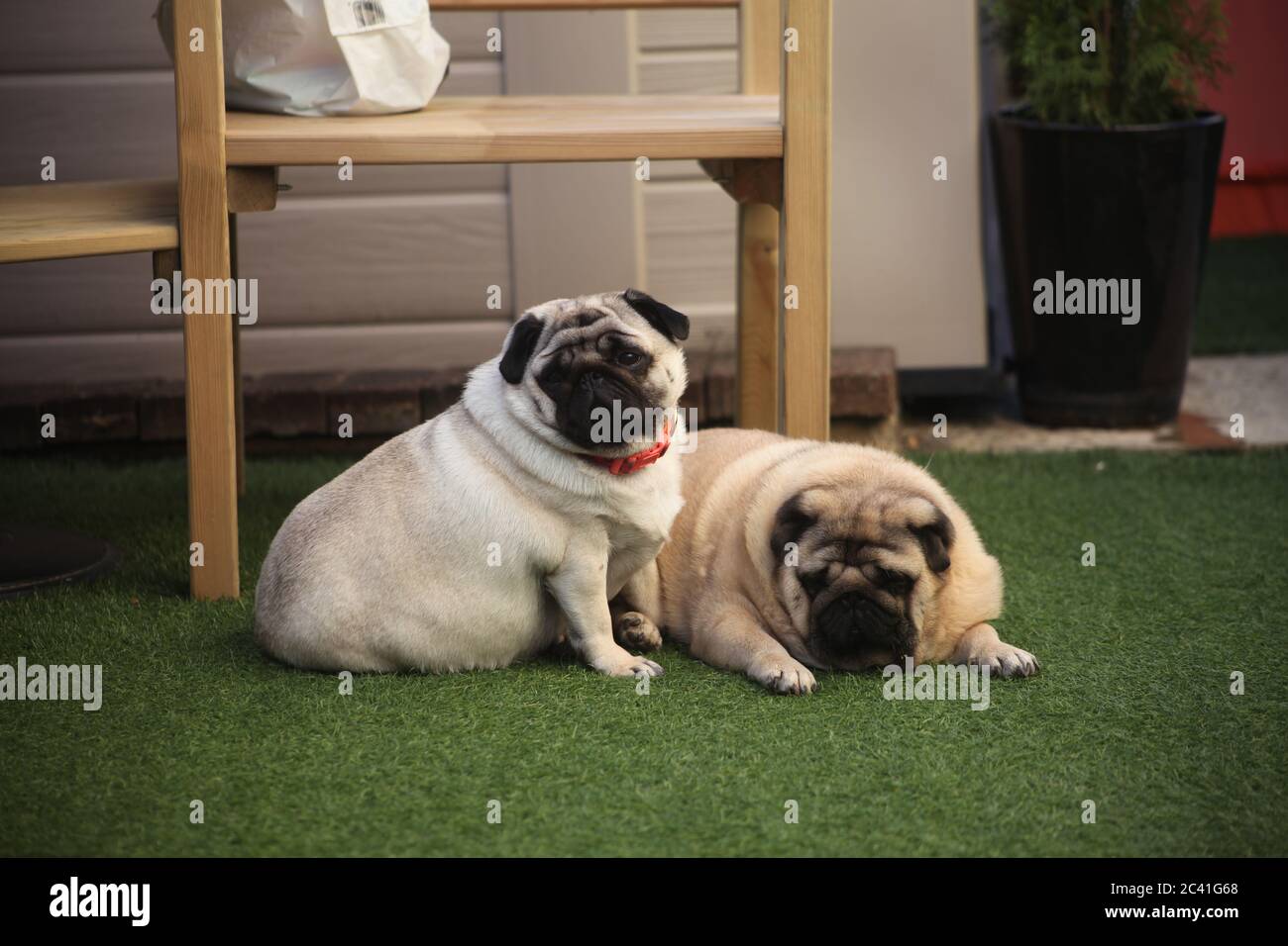 Two pugs in the garden Stock Photo - Alamy