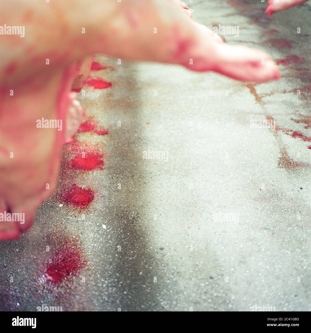 Bleeding snout of a dead pig in a slaughterhouse - cattle breeding ...