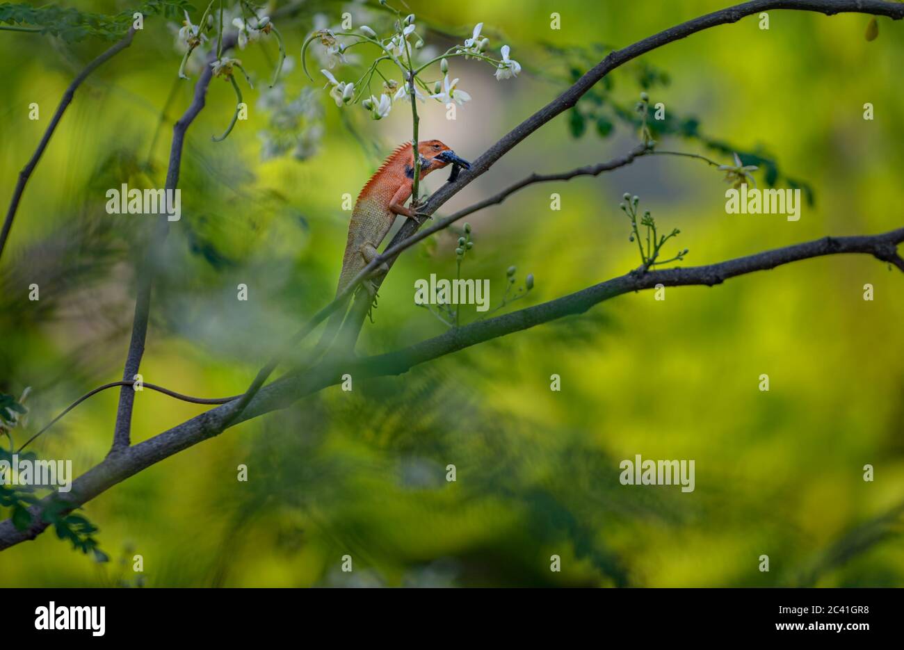 Garden fence lizard eating a fly on a tree branch Stock Photo - Alamy