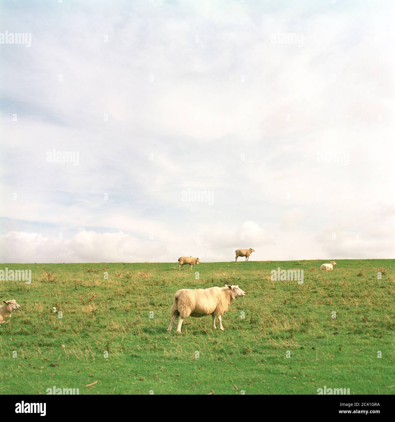 Sheep in a meadow - farm animal Stock Photo - Alamy