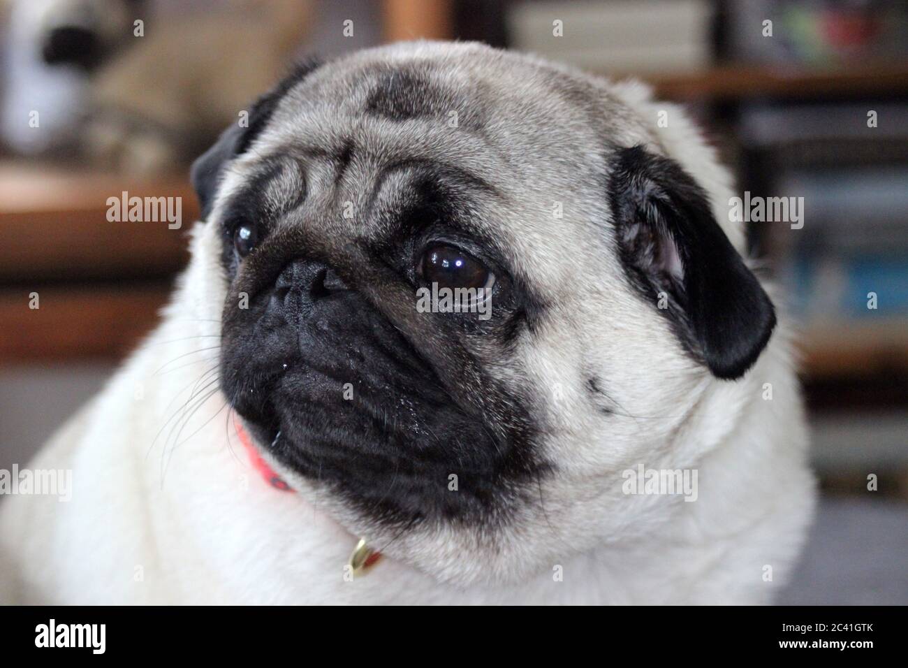 Cute Female Pug Stock Photo - Alamy