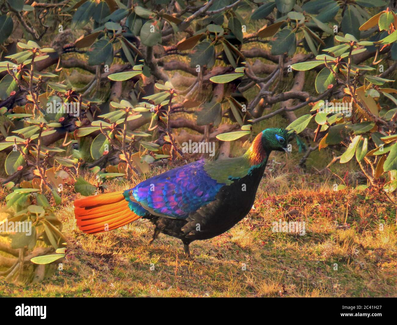 Male himalayan monal hi-res stock photography and images - Alamy