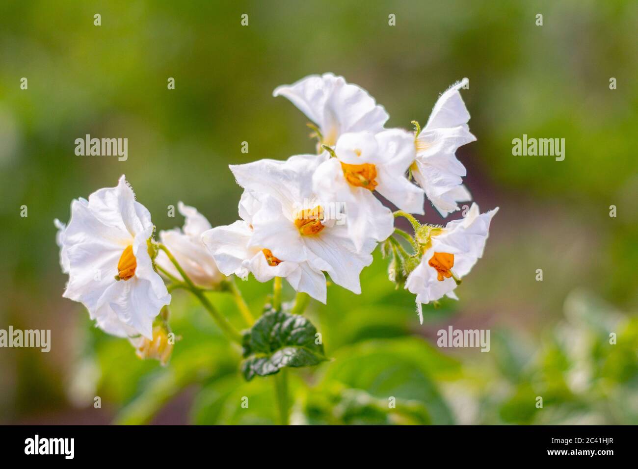 White Potato Stem High Resolution Stock Photography and Images - Alamy