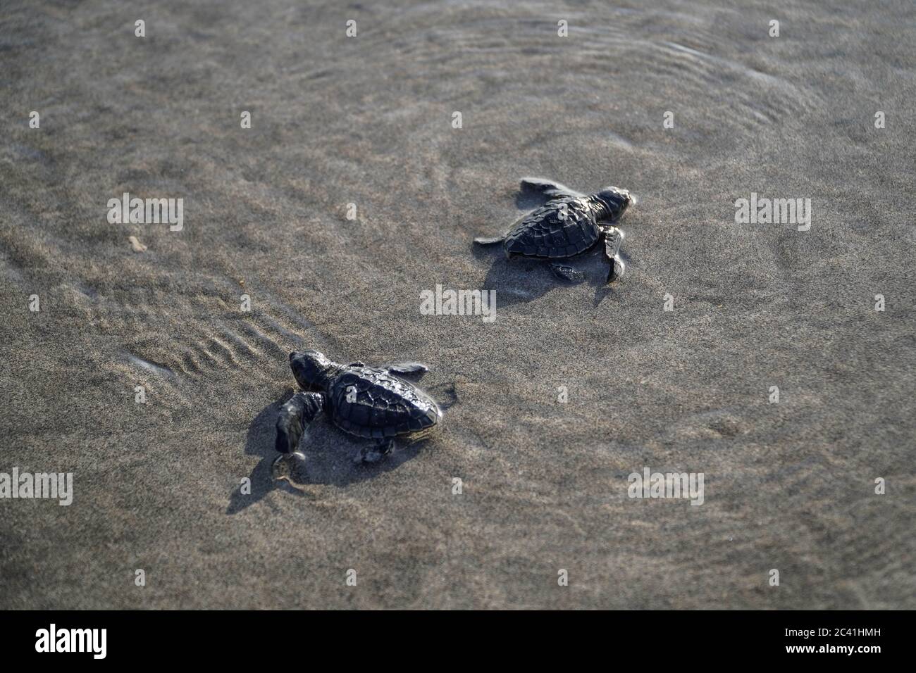 Indonesia bali release baby turtles hi-res stock photography and images ...