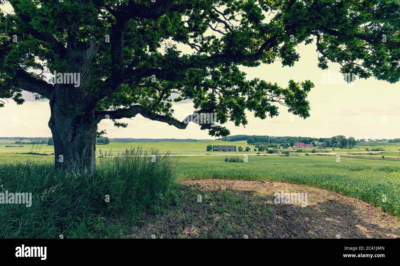 Mighty oak on a sloping field Stock Photo - Alamy