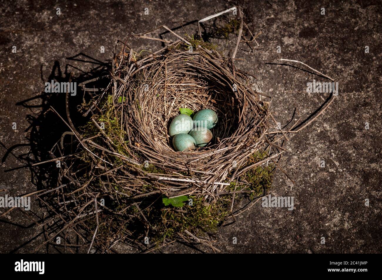 Green bird nest hi-res stock photography and images - Alamy