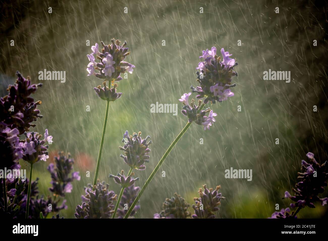 flowers in the rain Stock Photo - Alamy