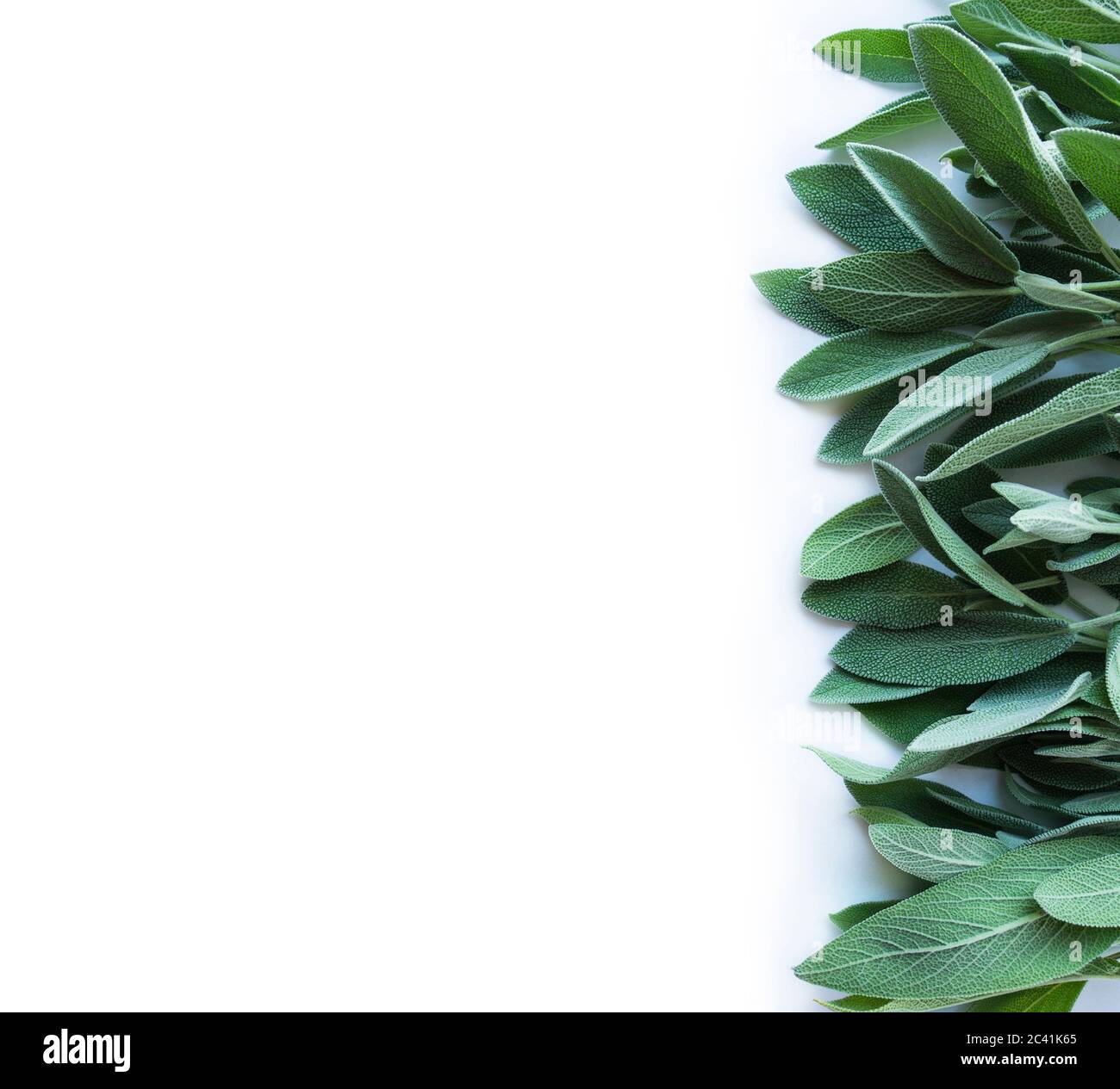 Fresh sage leaves on white background. Top view. Fresh sage at border ...