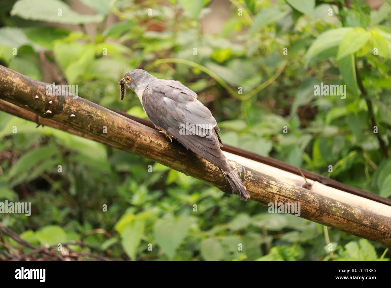 Cartoon bird images hi-res stock photography and images - Alamy