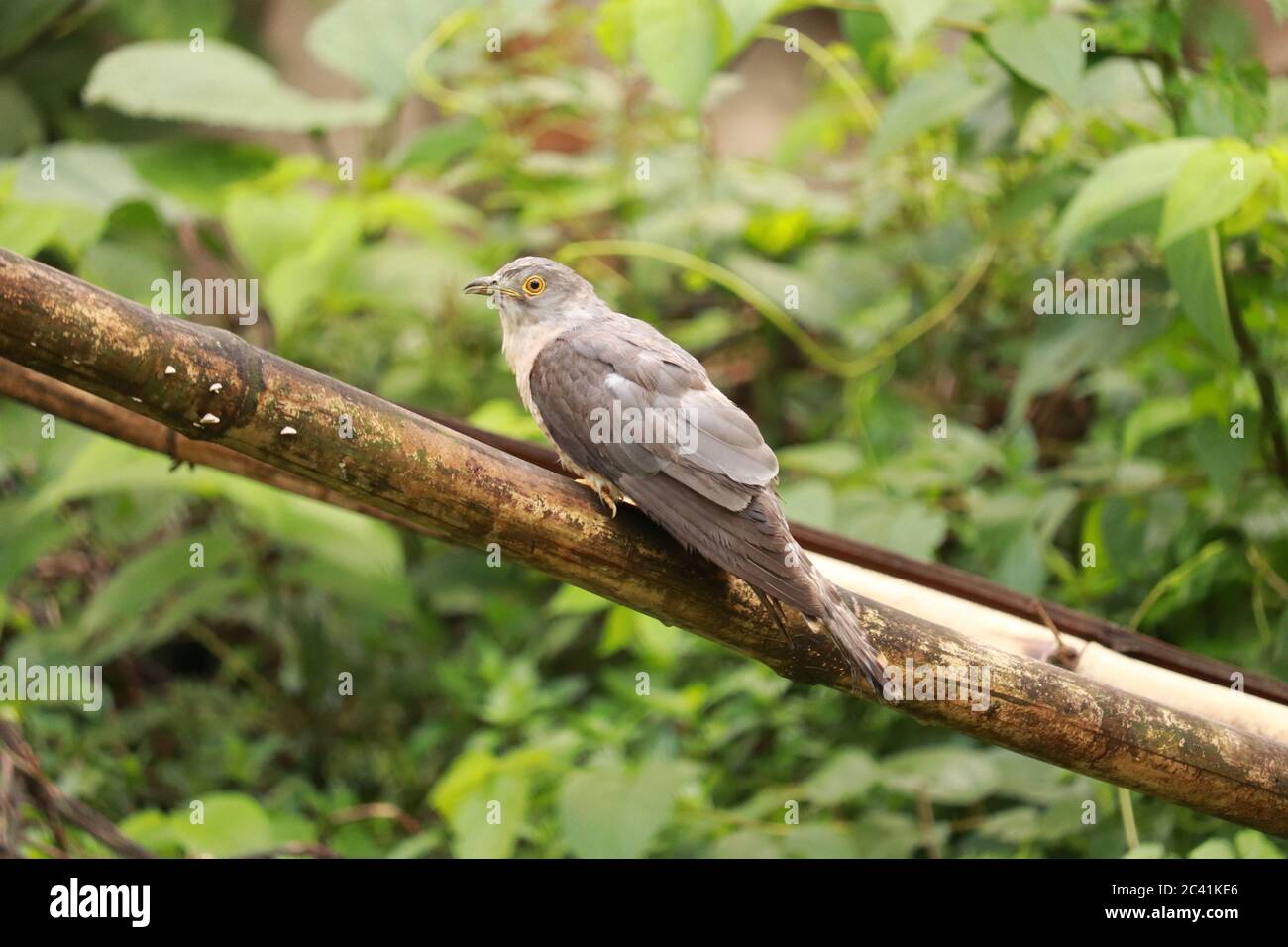 Indian Cuckoo Bird Sound