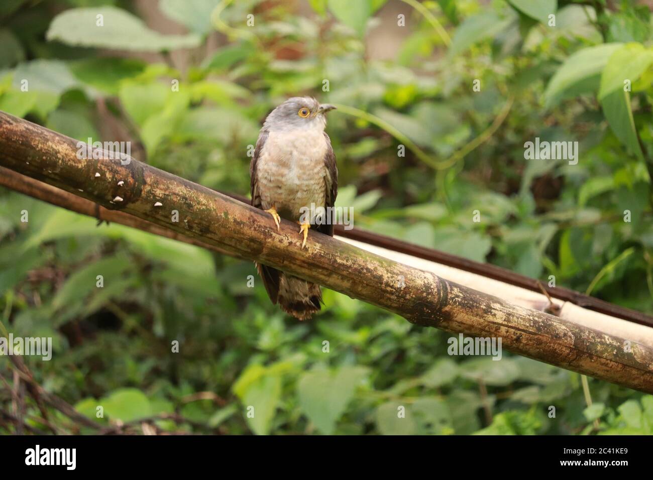Cartoon cuckoo birds hi-res stock photography and images - Alamy