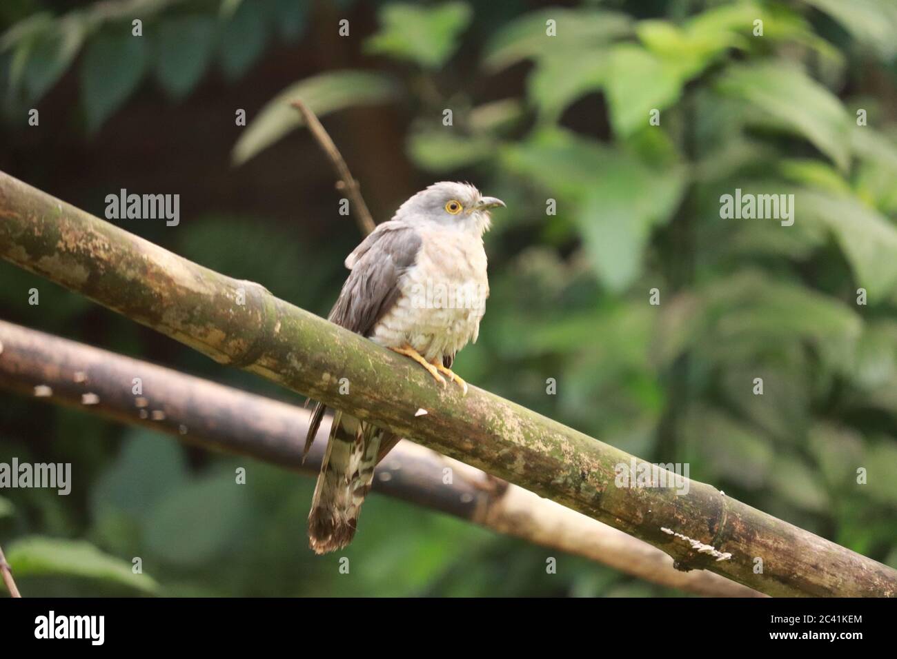 Cartoon cuckoo birds hi-res stock photography and images - Alamy