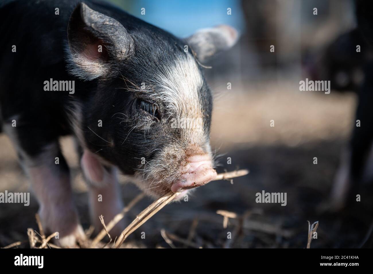 Fat baby pig hi-res stock photography and images - Alamy