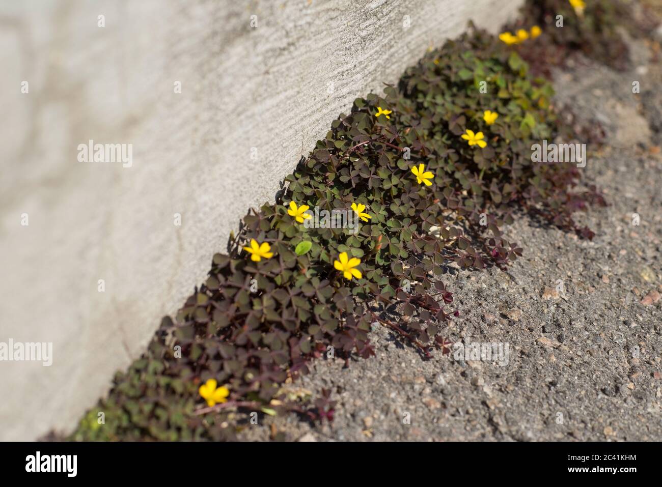 yellow flowers green burgundy clover, texture of growing clover flowers ...