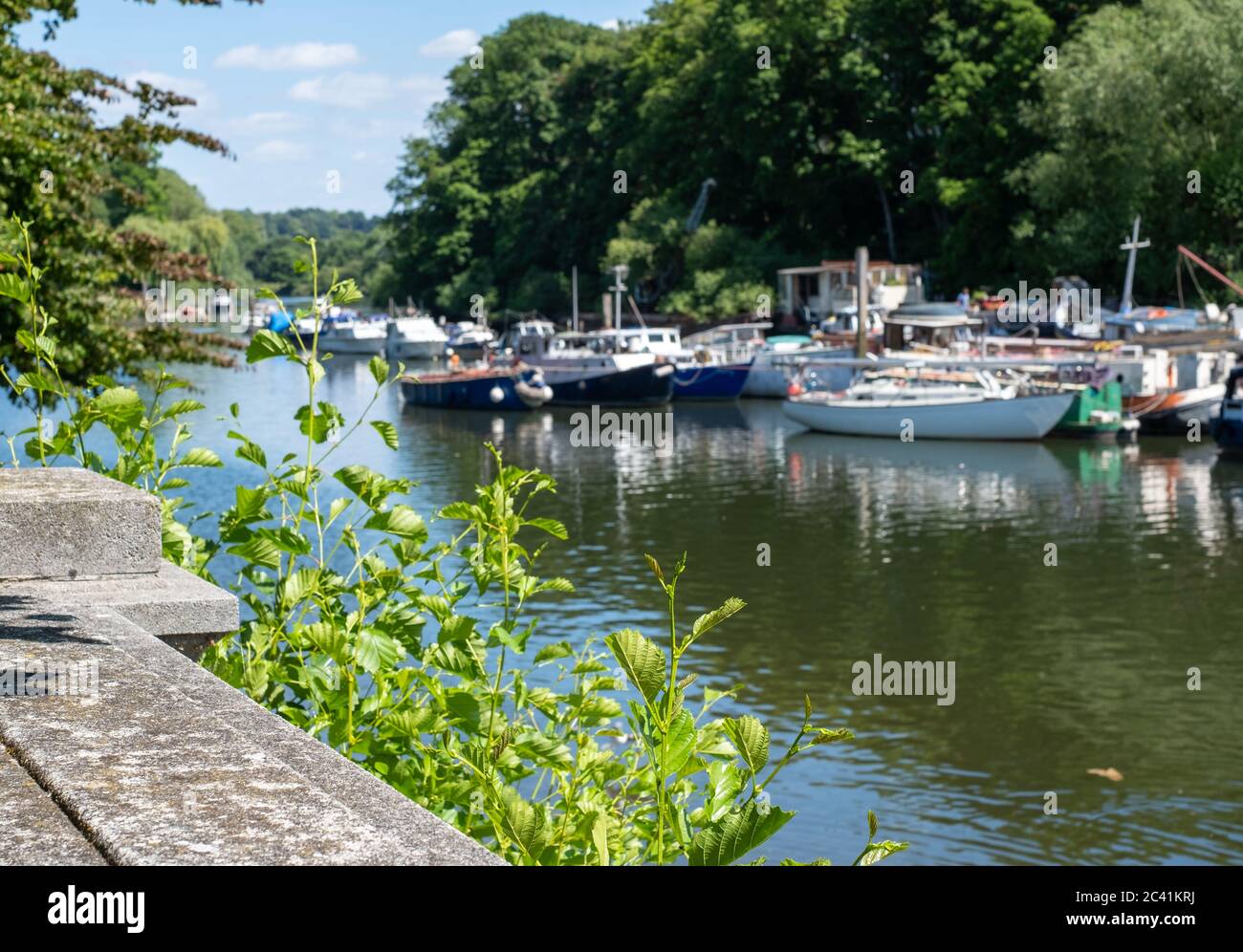 The River Thames at Twickenham, London UK, with Eel Pie Island on the ...