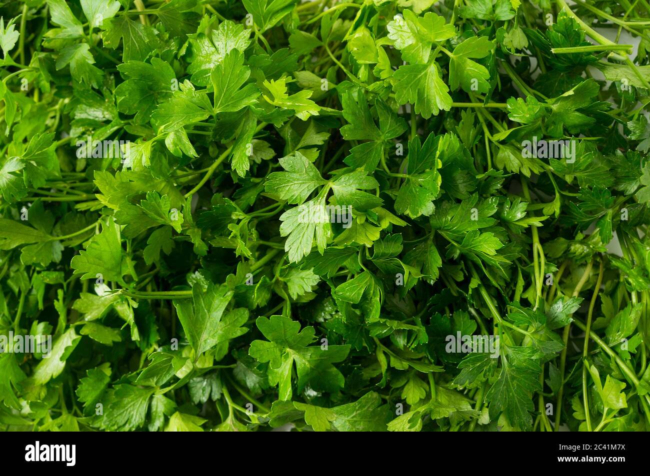 Parsley spice isolate hi-res stock photography and images - Alamy