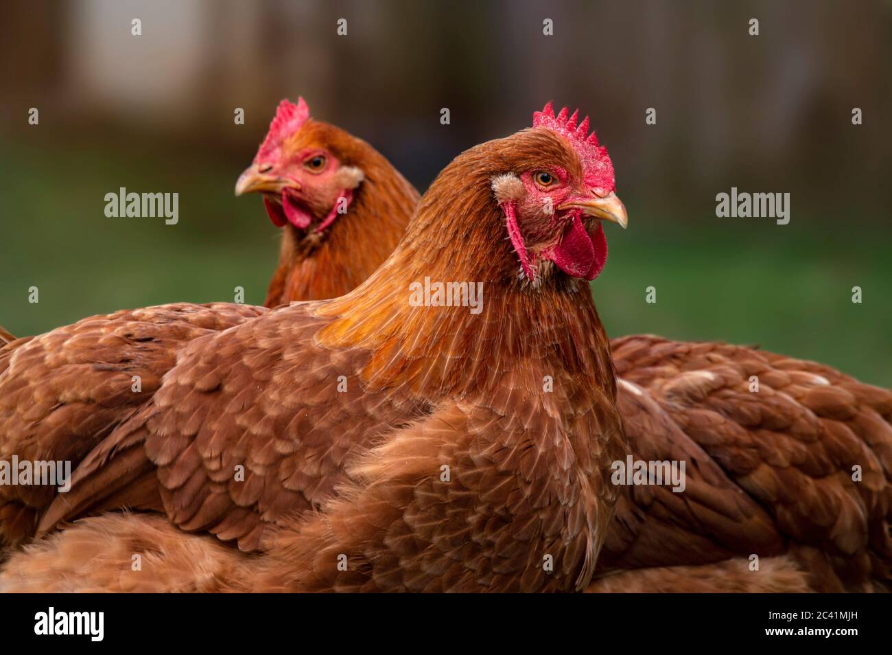 Portrait face faces hi-res stock photography and images - Alamy