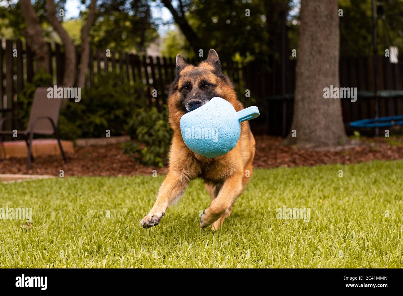 German Shepherd Dog Healthy purebred dog photographed outdoors in the ...
