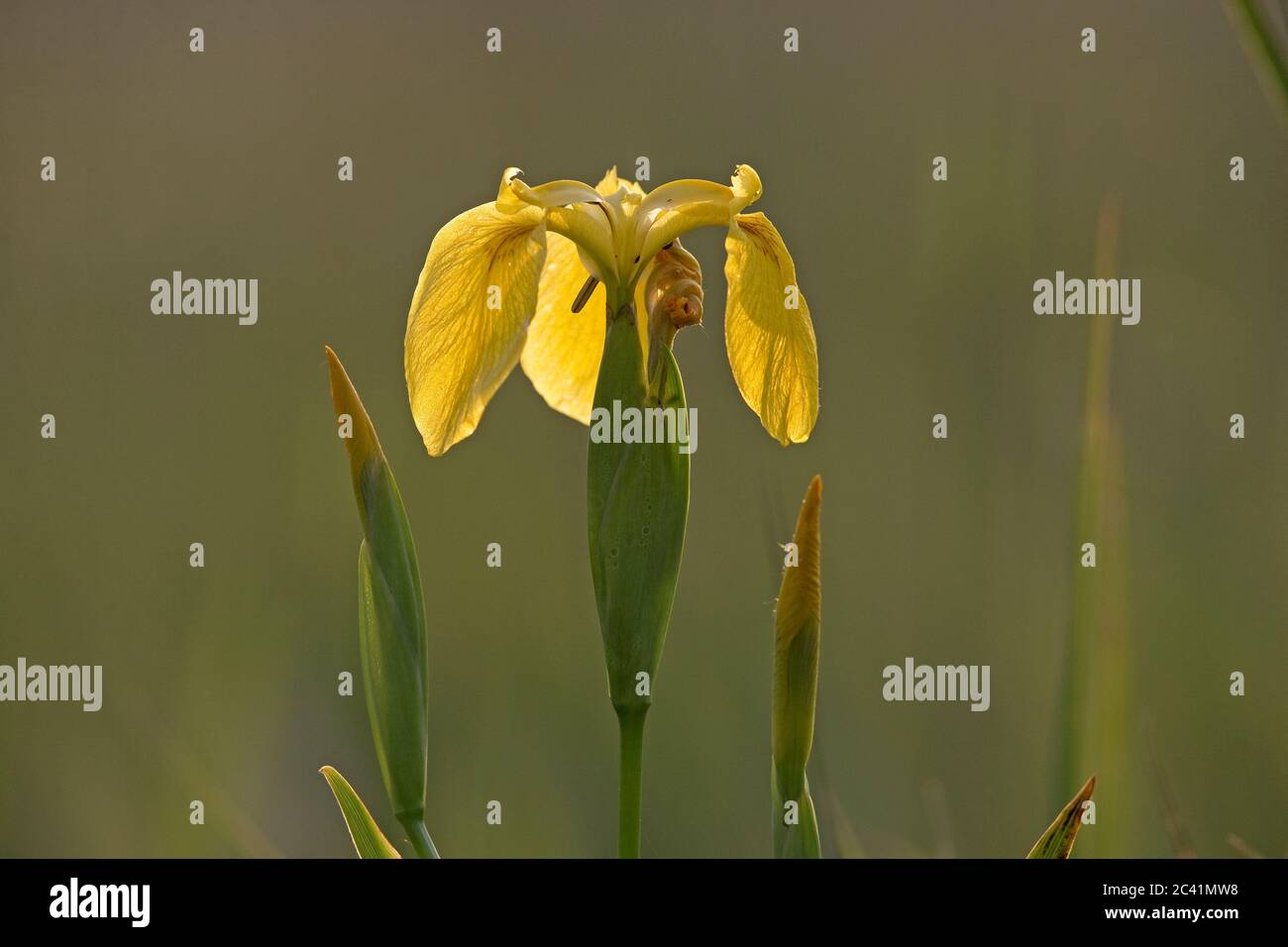 Yellow Flag Iris plugs (Iris pseudacorus Stock Photo - Alamy