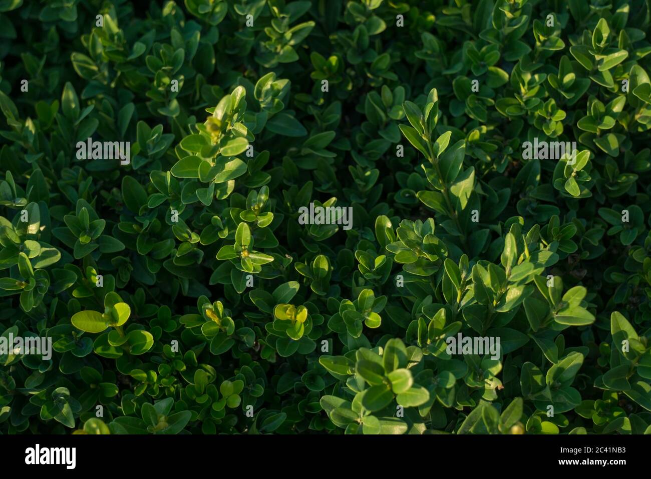 texture of the green bush of the park, closeup of bush leaves, top view ...