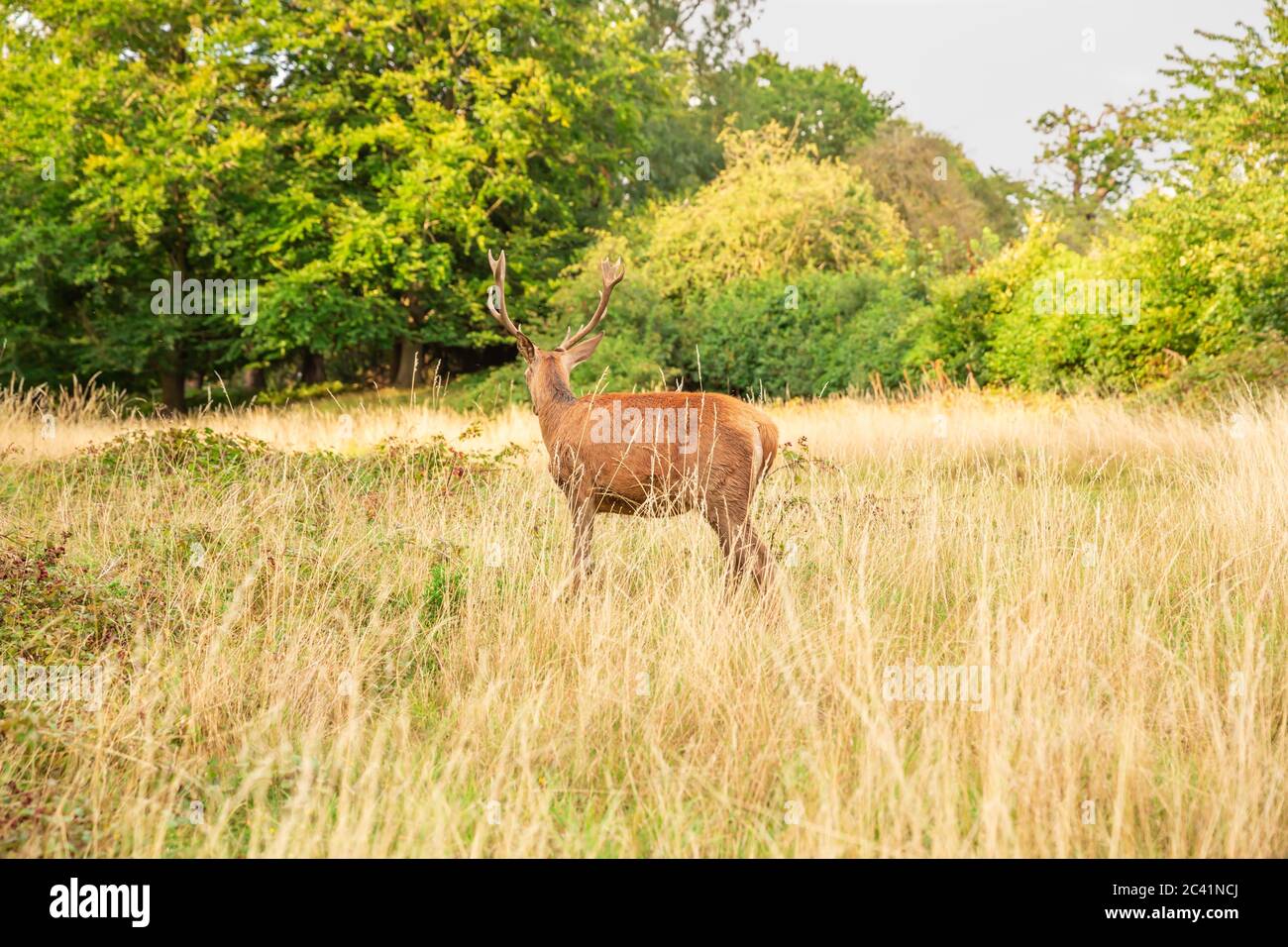 London uk national animal hi-res stock photography and images - Alamy
