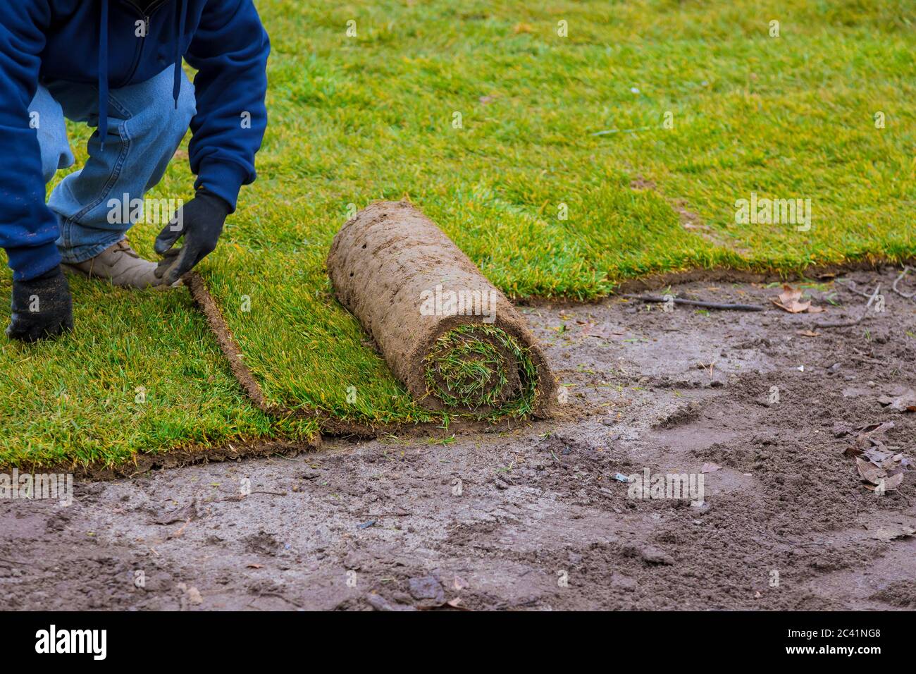 Hands in gardening laying green grass sod rolls installing on the lawn ...