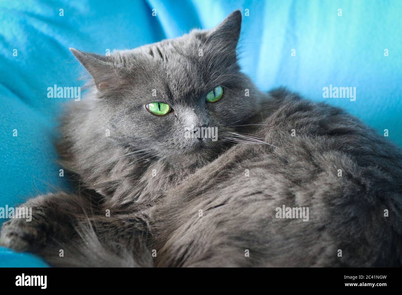 Long hair grey british cat rest in deep armchair Stock Photo - Alamy