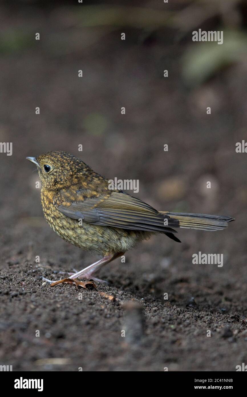 Rubecula erithacus hi-res stock photography and images - Alamy