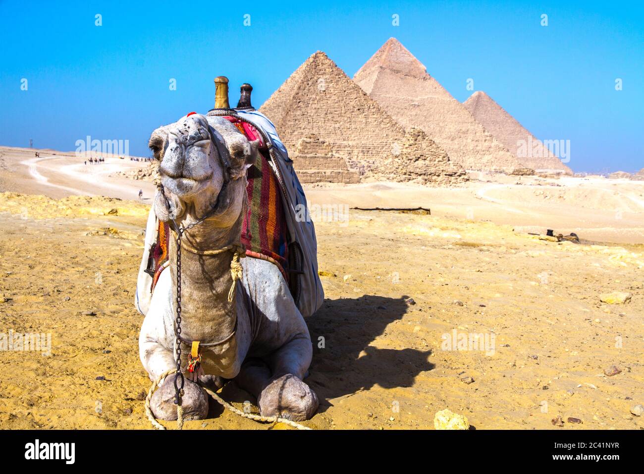 Camel ride in the desert at the Great Pyramid of Giza, UNESCO World ...