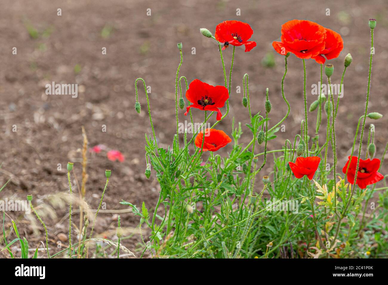 Poppy bulbs hi-res stock photography and images - Alamy