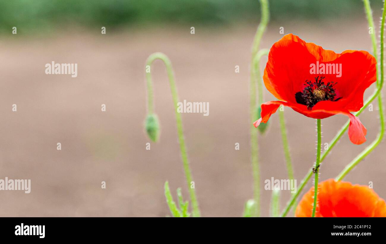 Red common poppy flower, its sepals with black spots at their base and ...