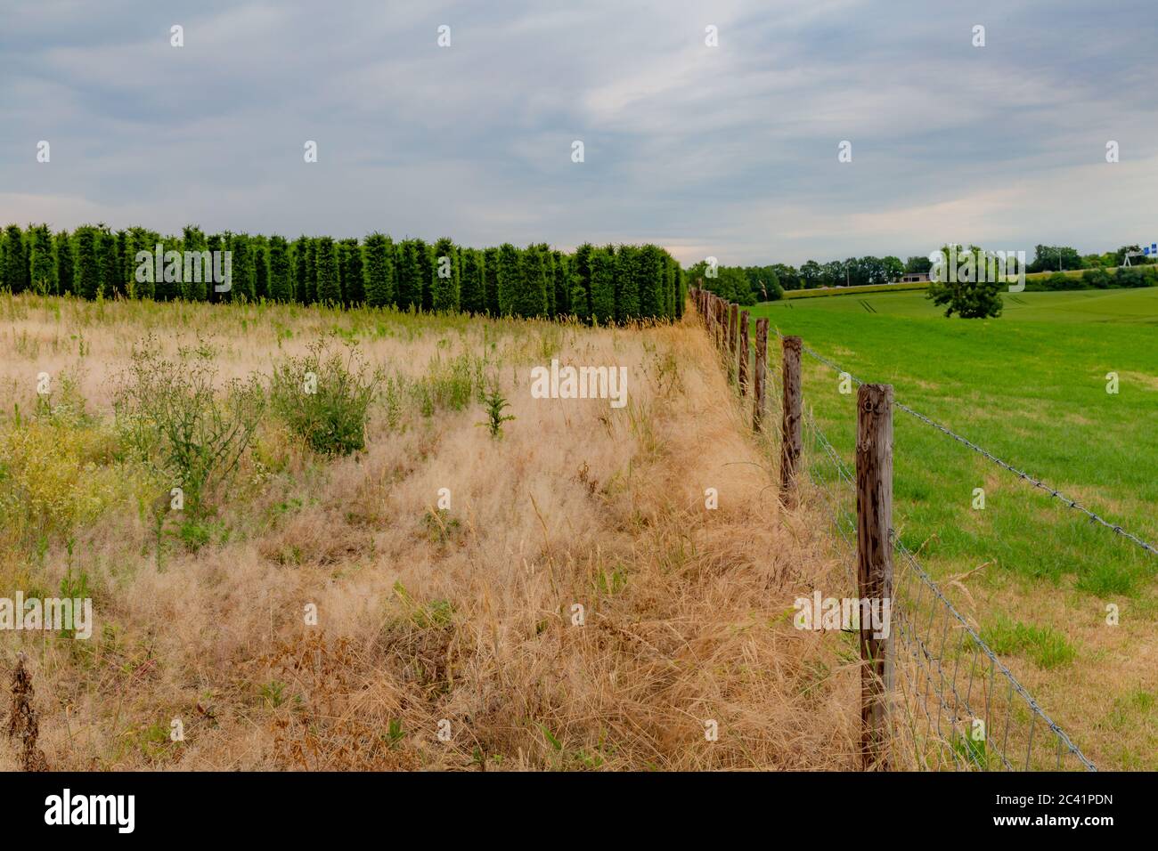 Contrast between two farms divided by a fence, one with overgrown brown ...