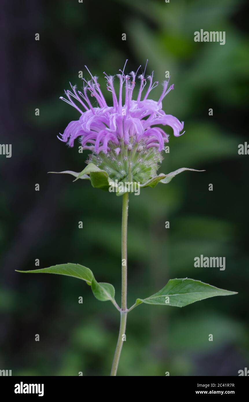 Monarda fistulosa hi-res stock photography and images - Alamy
