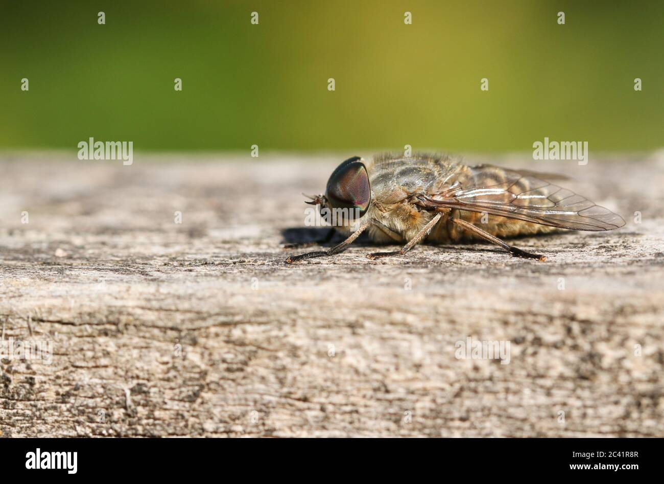 Horsefly bite hi-res stock photography and images - Alamy