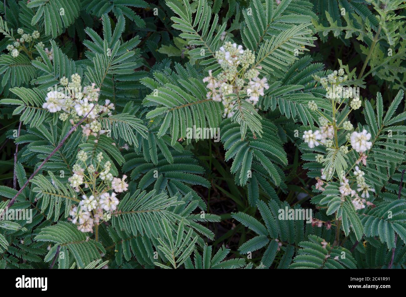 Prairie Acacia, Acacia angustissima Stock Photo - Alamy