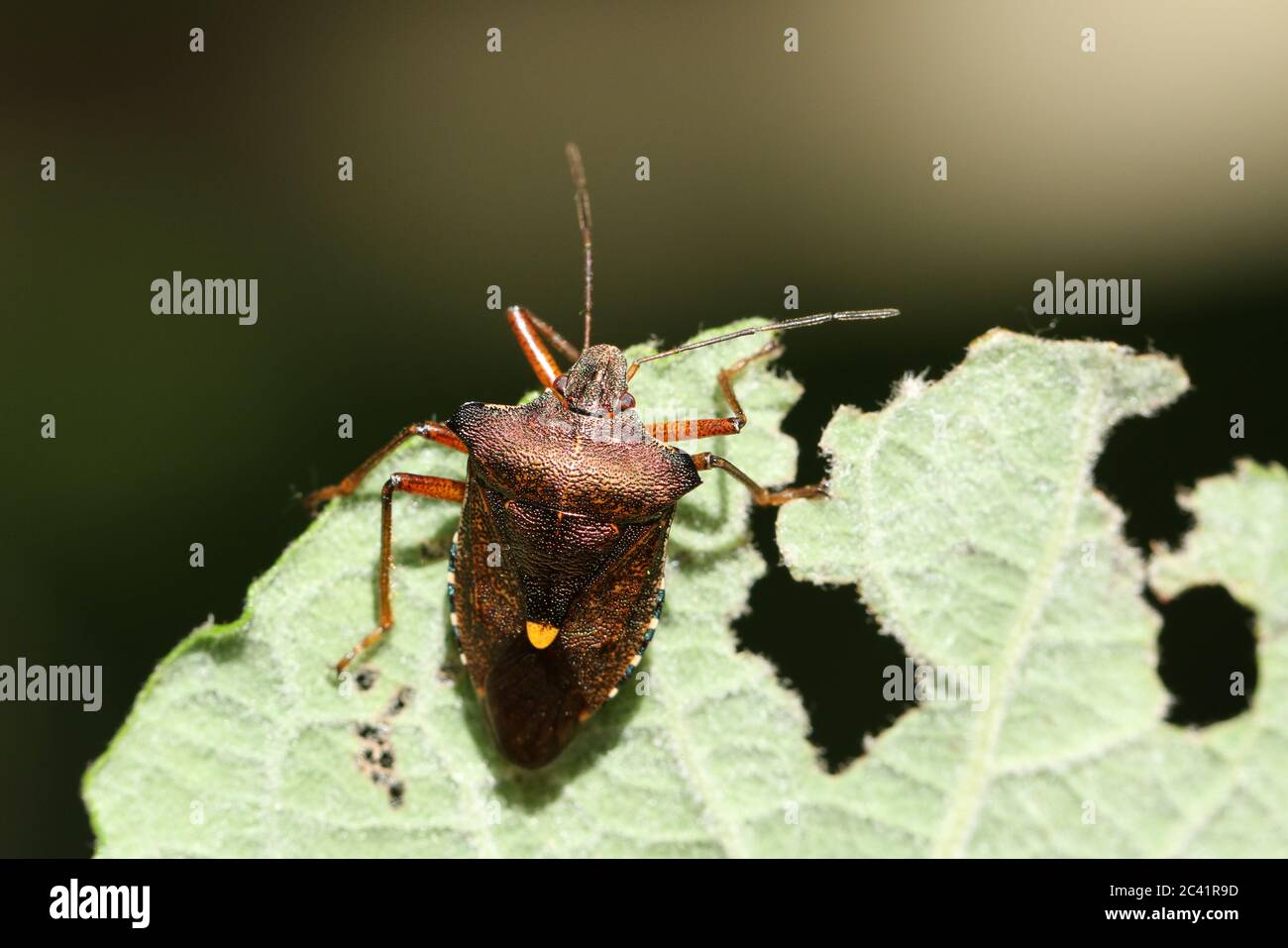 A Forest Bug or Red-legged Shield Bug, Pentatoma rufipes, standing on an eaten leaf in woodland ...