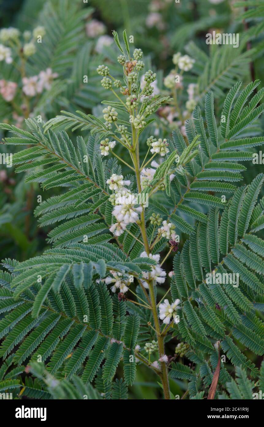 Prairie Acacia, Acacia angustissima Stock Photo - Alamy
