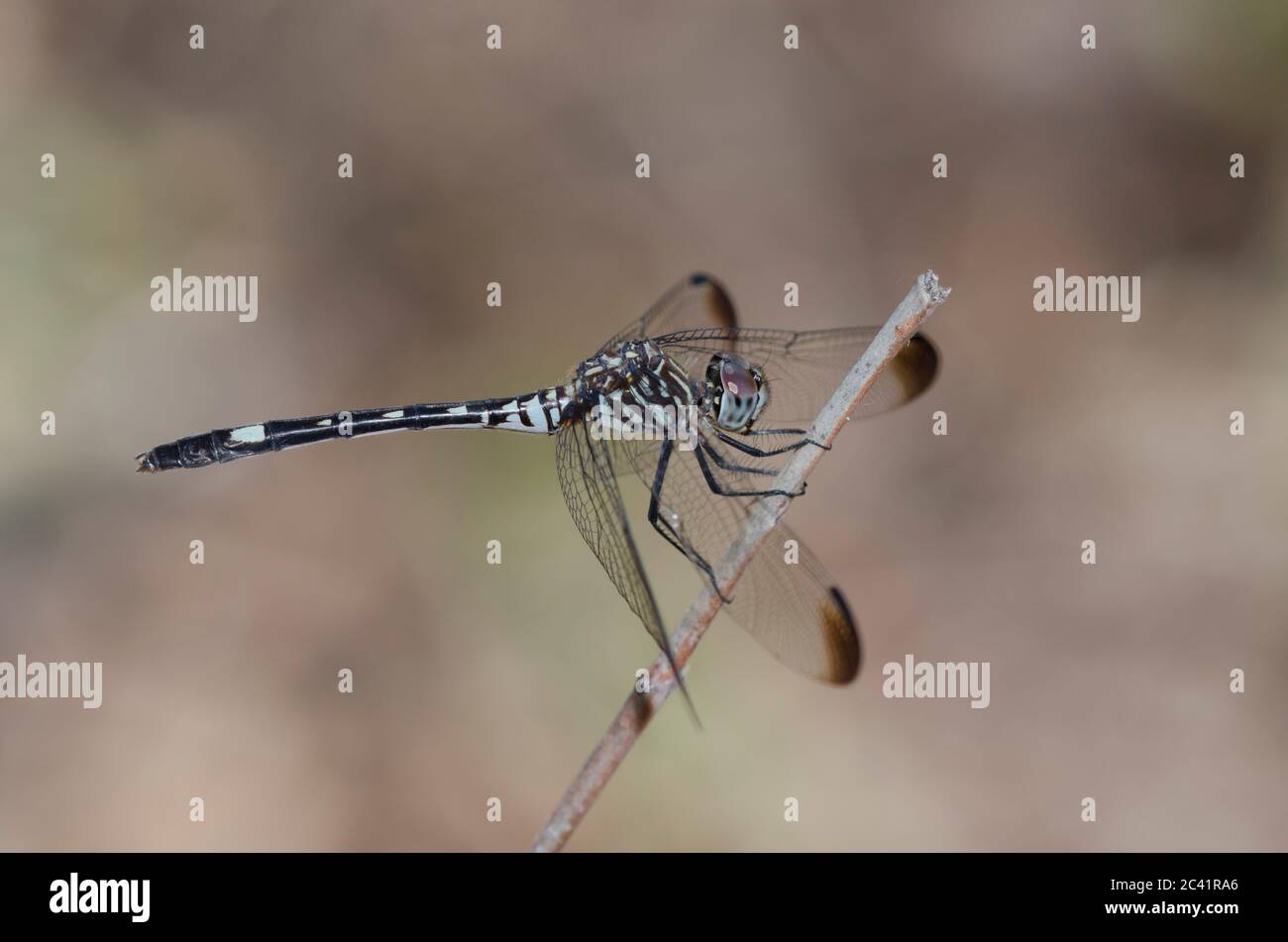 Swift Setwing, Dythemis velox, female Stock Photo - Alamy