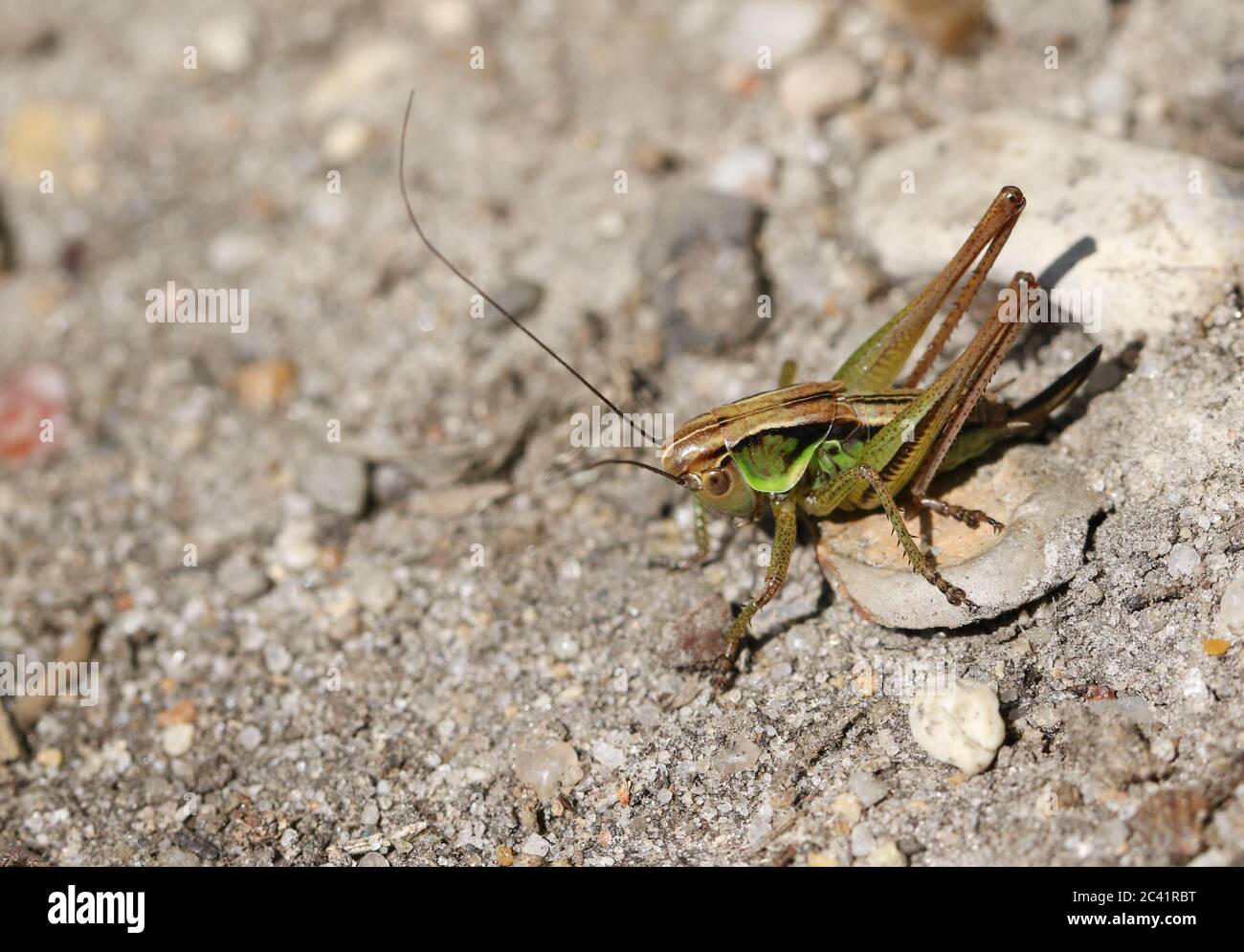 A beautiful Roesel's Bush-cricket, Metrioptera roeselii, standing on a ...