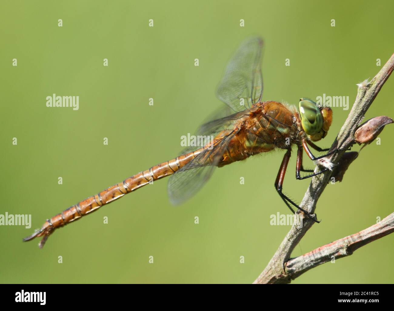 A magnificent Norfolk Hawker Dragonfly, Anaciaeschna isoceles, perching ...