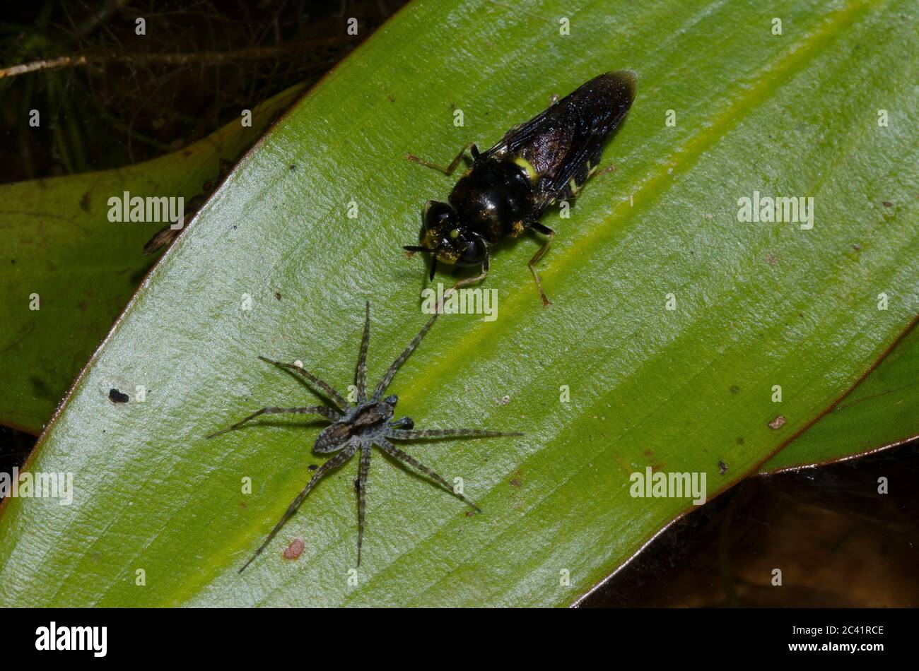 Thinlegged Wolf Spider, Pardosa sp., male, and Soldier Fly, Family ...