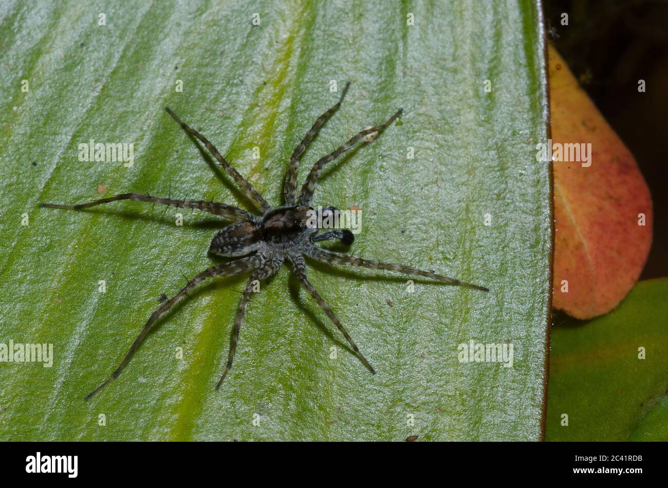 Thinlegged Wolf Spider, Pardosa sp., male Stock Photo - Alamy